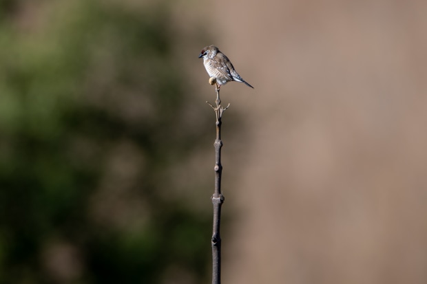 Birds on a wire - Australian Photography