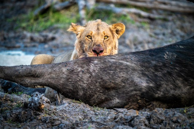 Death by Lions - Australian Photography