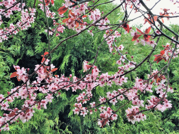 SPRING GLORY - Australian Photography