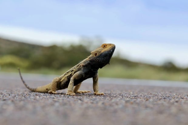 Australian Animals - Australian Photography