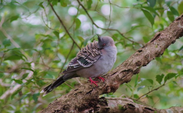 Dove in tree - Australian Photography