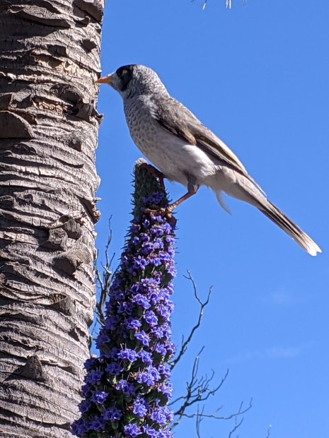 Mynha enjoying the sun - Australian Photography