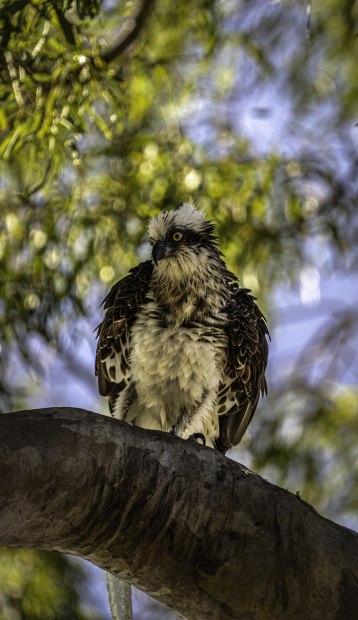 Australian wildlife - Australian Photography