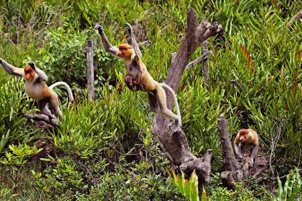 Proboscis Monkeys - Borneo - Australian Photography