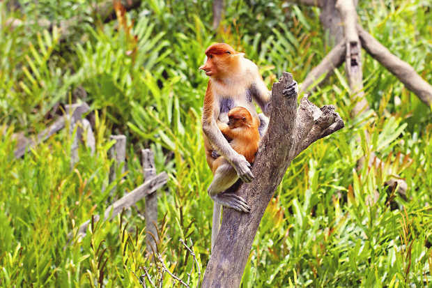 Proboscis Monkeys - Borneo - Australian Photography