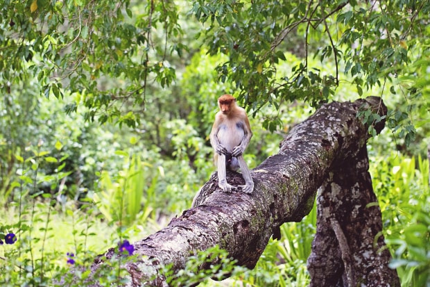 Proboscis Monkeys - Borneo - Australian Photography