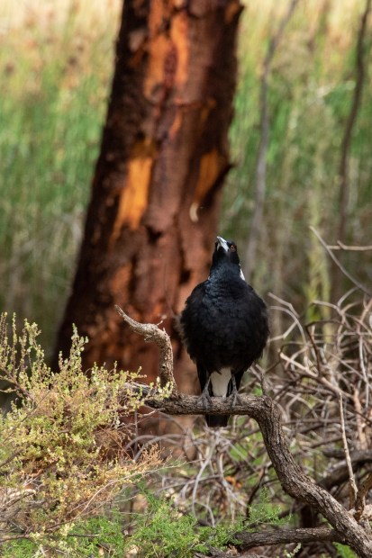 Nature's Choir - Australian Photography