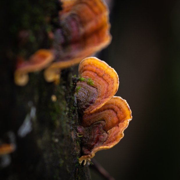 A Selection of Fungi - Australian Photography