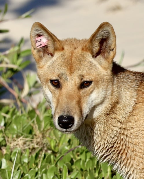 Wild Things - Australian Photography