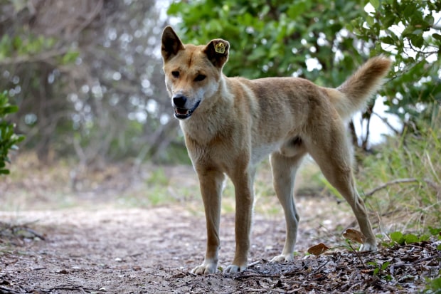 Wild Things - Australian Photography