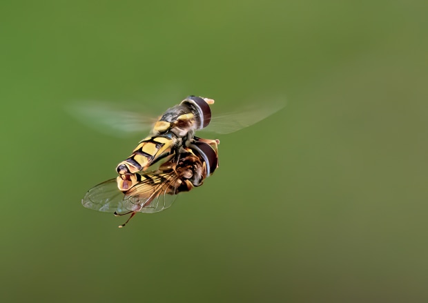 Coupling Hoverflies - Capture magazine