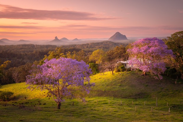 Jacaranda Magic - The Landscape Awards