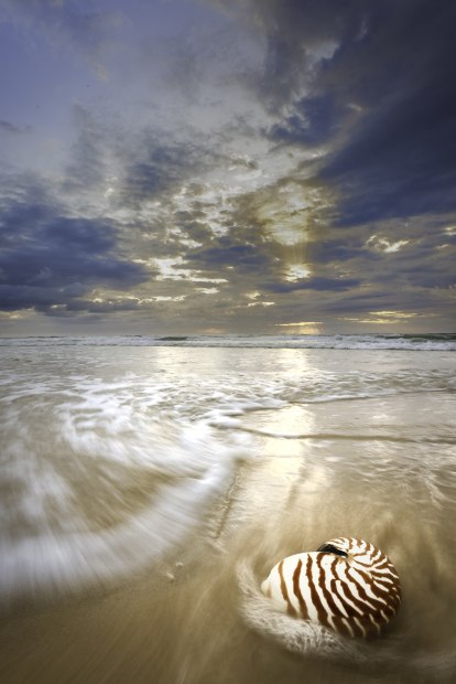 DAWN Nautilus Shell and Seventy-Five Mile Beach FRASER ISLAND - The ...