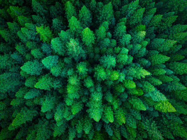 Trees in Alignment - The Landscape Awards