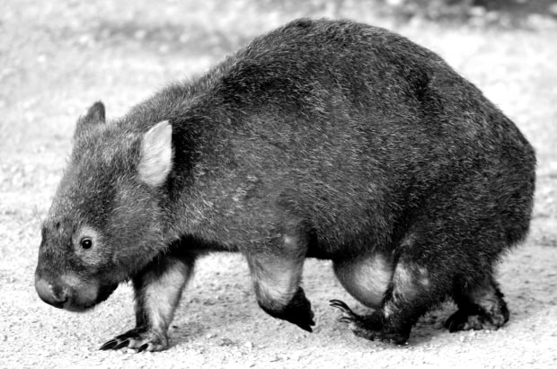 Wandering Wombat - The Mono Awards