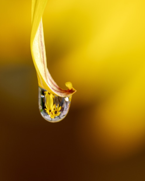 Magic drop - The Landscape Awards