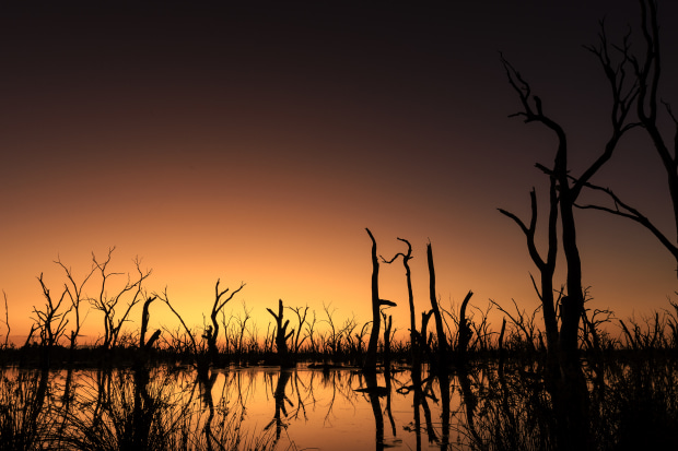 Ashmead's Swamp Winton Wetlands - The Landscape Awards