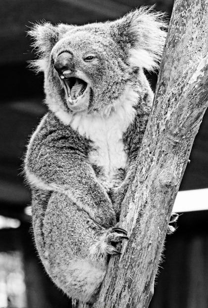 Say aaaaagh - The Mono Awards