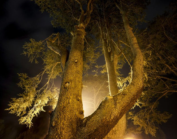 Bright Trees - Australian Photography