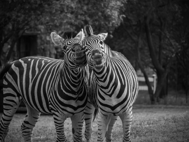 Laughing Zebras - The Mono Awards