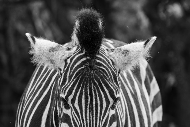 Zebra Stripes - The Mono Awards