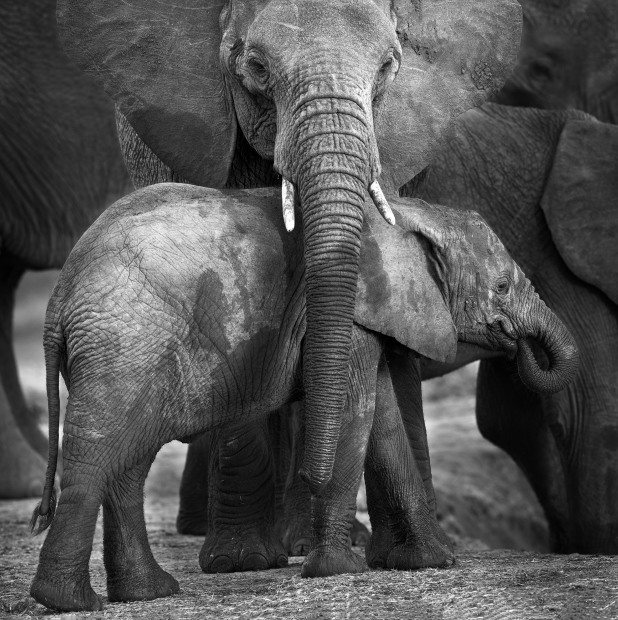 Mother's protection - The Mono Awards