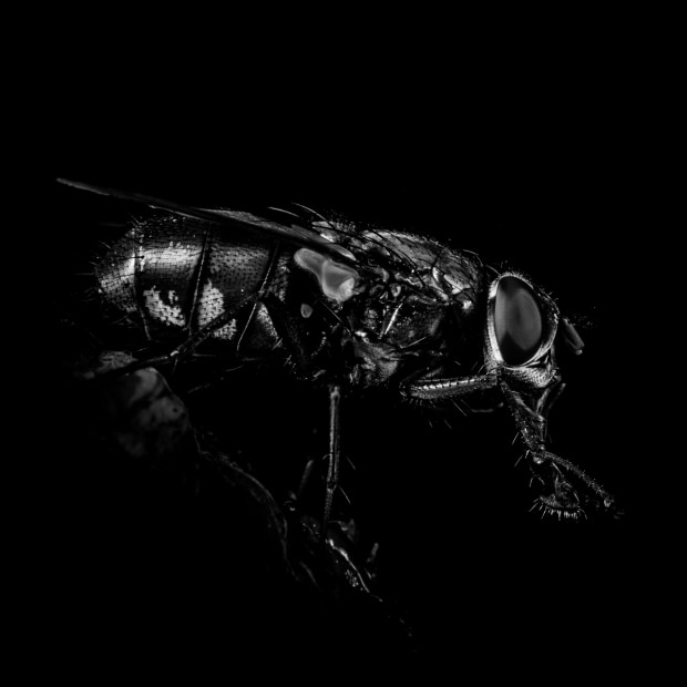 Fly Gotcha Tongue - The Mono Awards