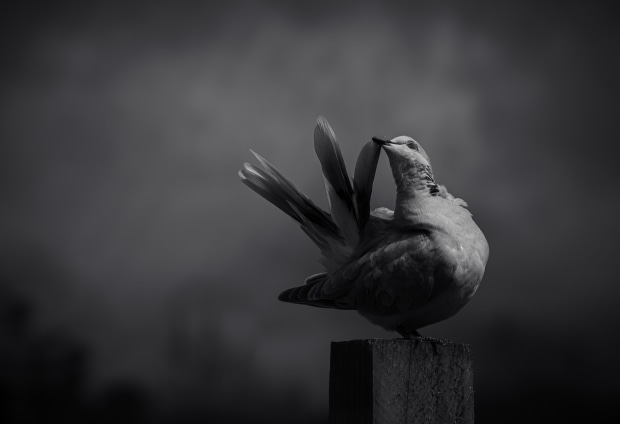 Pigeon Preening - The Mono Awards
