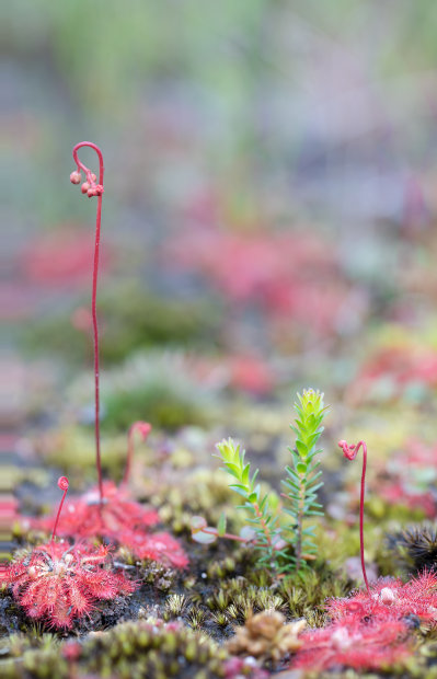 Microworld with sundews - Australian Photography