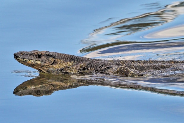 Go Anna! - Australian Photography