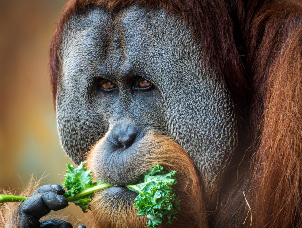 Orangutan, Melbourne Zoo - Australian Photography