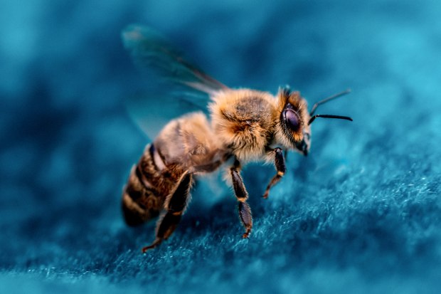 Blue Fuzz And Buzz Australian Photography