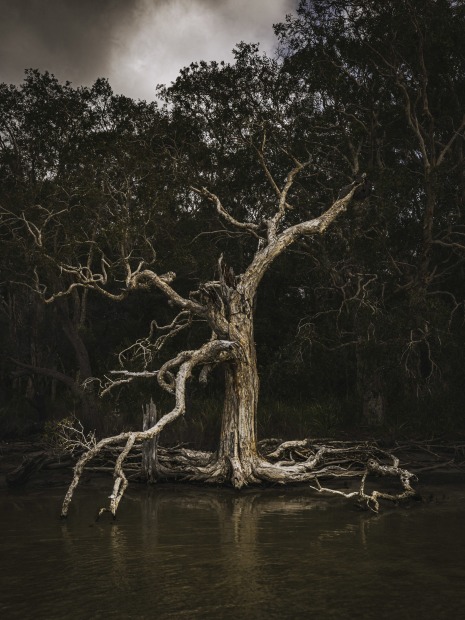 weyba ghost trees - Australian Photography