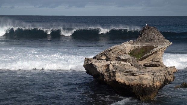 The Rottnest Osprey Nest - The Landscape Awards