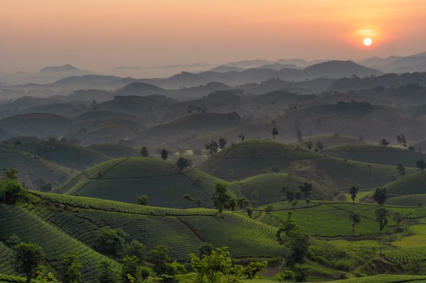 Sunrise over the tea plantations - The Landscape Awards