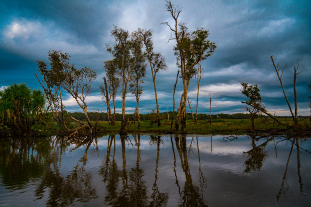 Reflection the trees - Australian Photography