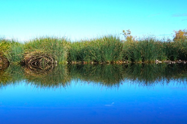 Reeds On Water - Australian Photography