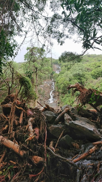 TC Jasper. - The Landscape Awards