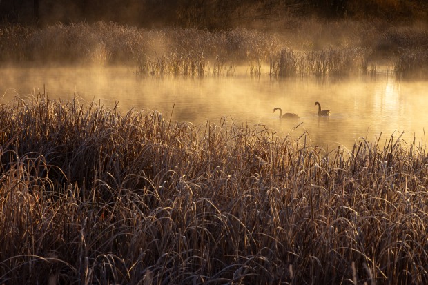 A Calm Presence - The Landscape Awards