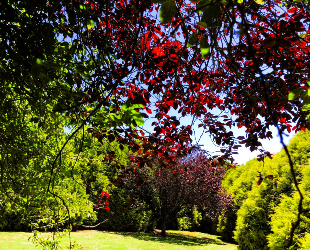 COLOR DANCE - The Landscape Awards