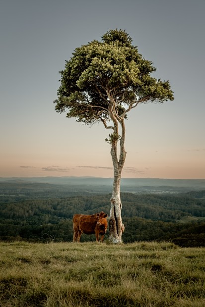 One Tree Hill Maleny - The Landscape Awards