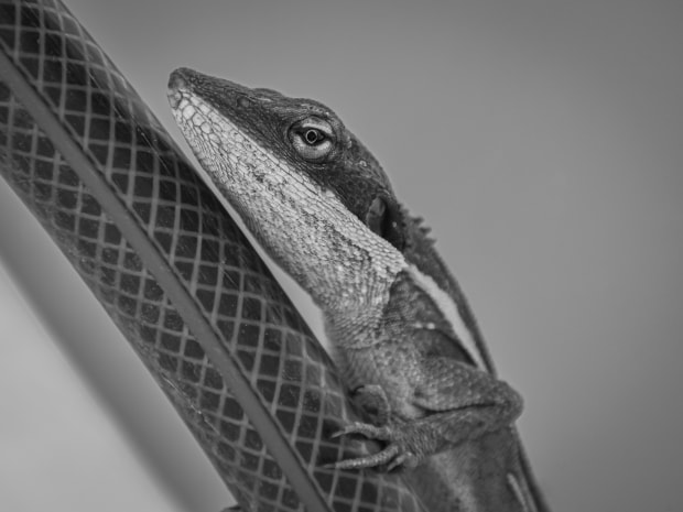 Lizard - The Mono Awards