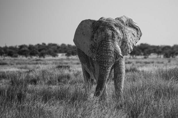 Ghost Elephant - The Mono Awards