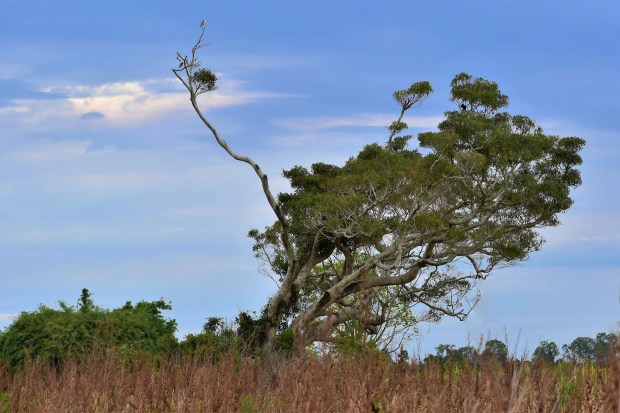 The Leaning Tree - The Landscape Awards