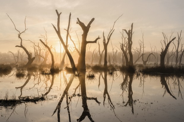 Remnant Trees in Sunrise - The Landscape Awards
