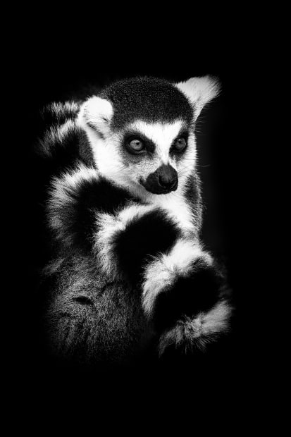 Ring-tailed Lemur - The Mono Awards