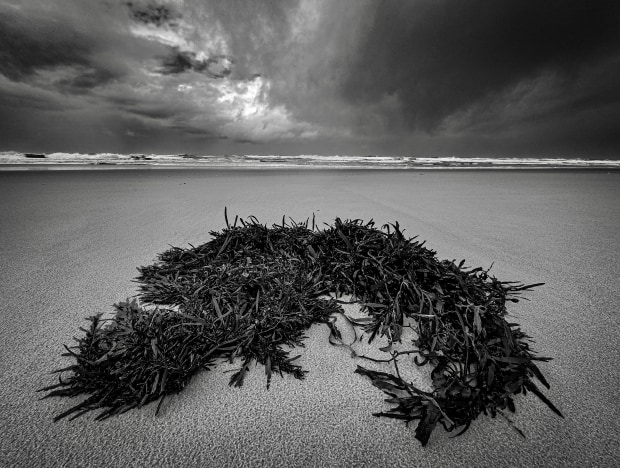 Seaweed - The Mono Awards