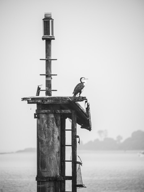 The Sentinel's post - The Mono Awards