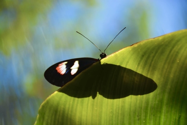Hide and seek - Australian Photography