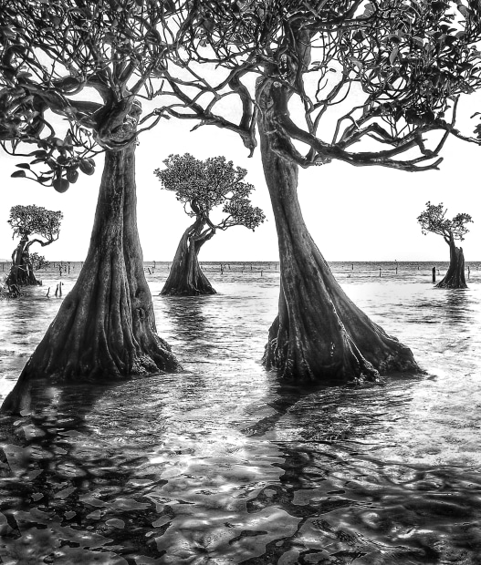 FIVE TREES - The Mono Awards